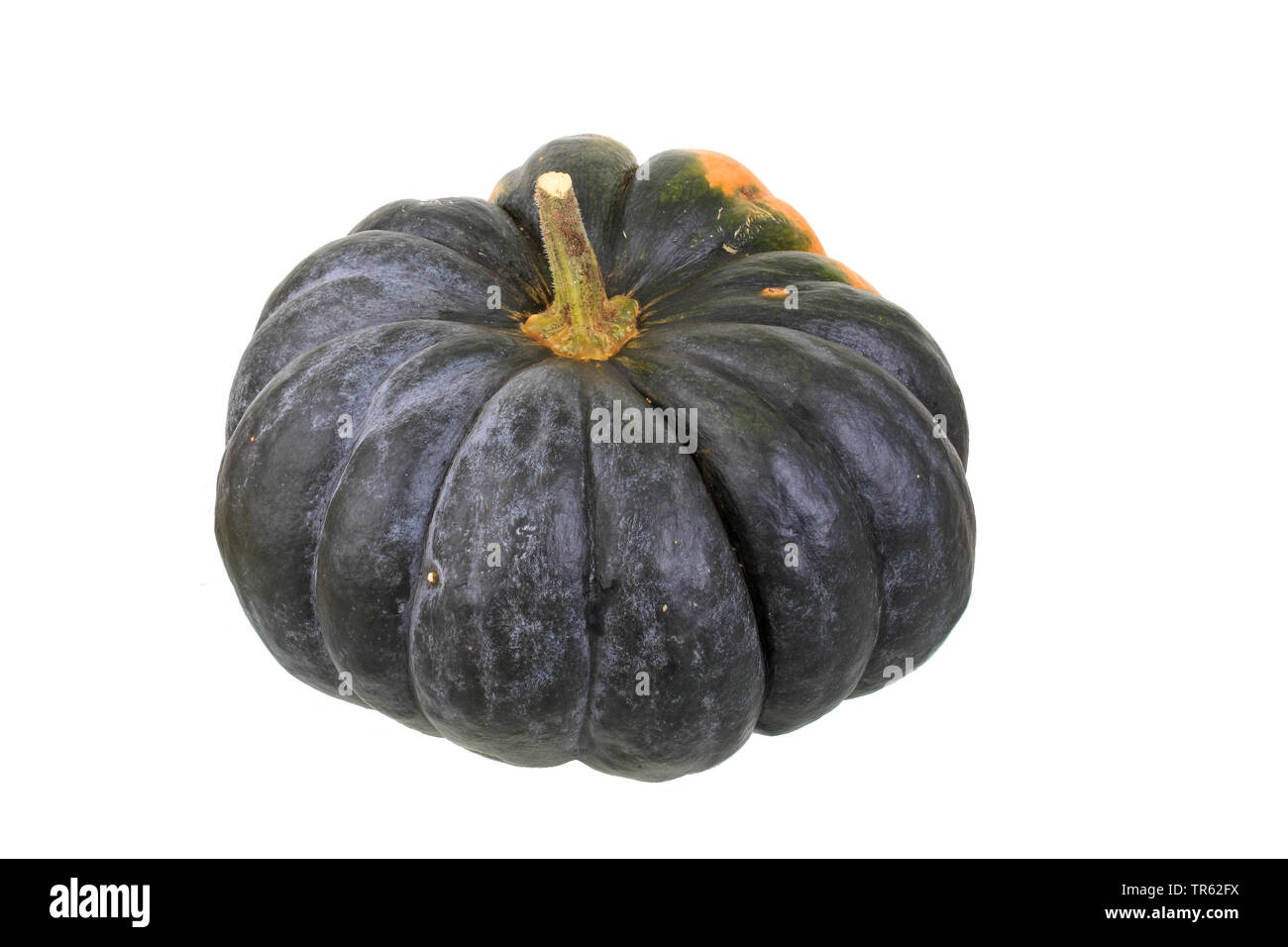 winter squash (Cucurbita moschata 'Muskat de Provence', Cucurbita ...