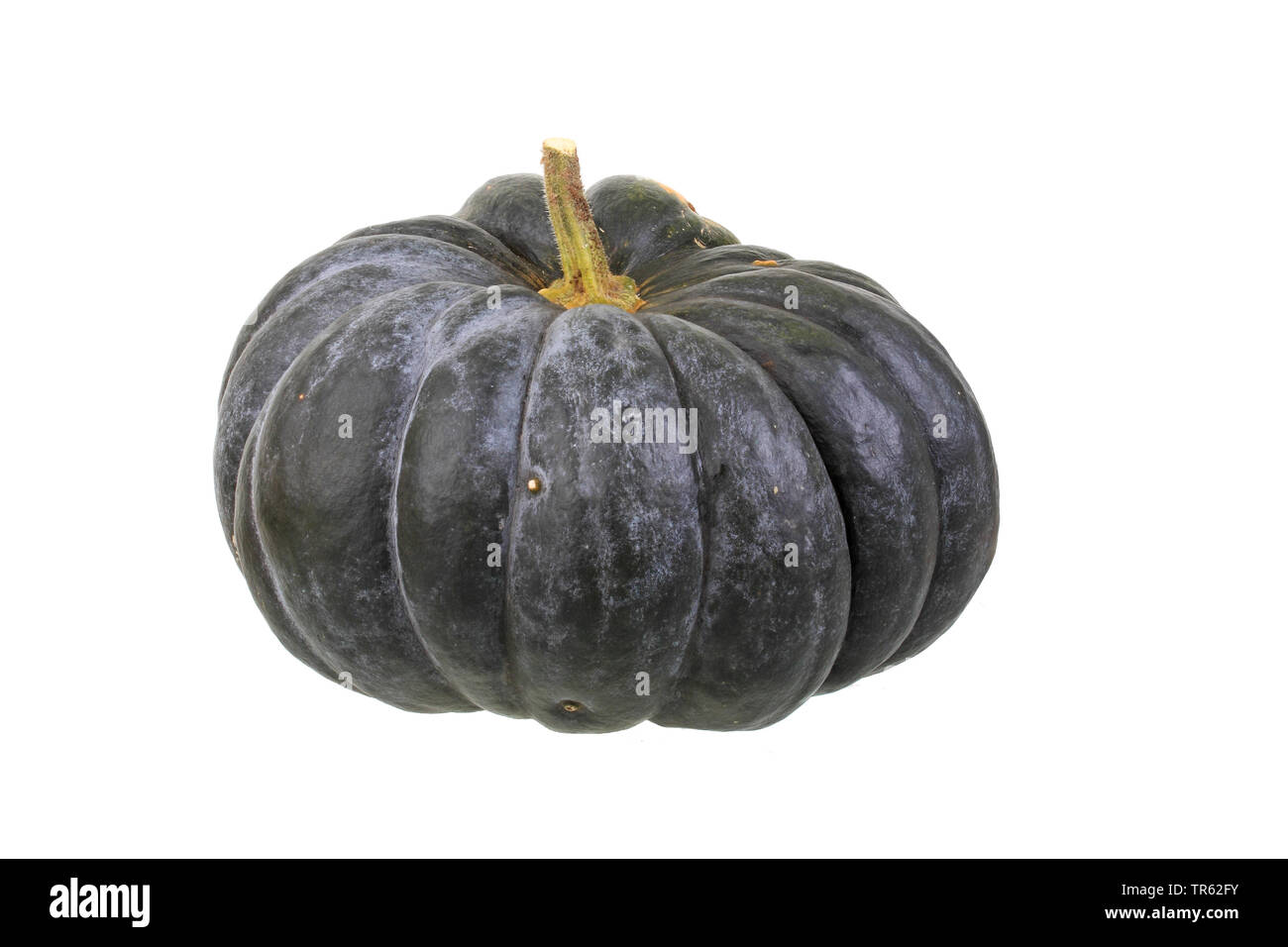winter squash (Cucurbita moschata 'Muskat de Provence', Cucurbita ...