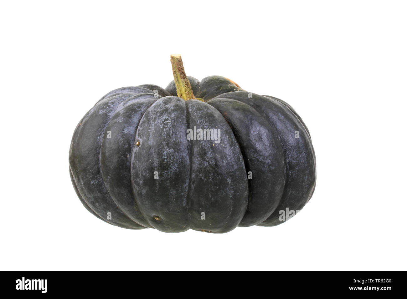 winter squash (Cucurbita moschata 'Muskat de Provence', Cucurbita ...