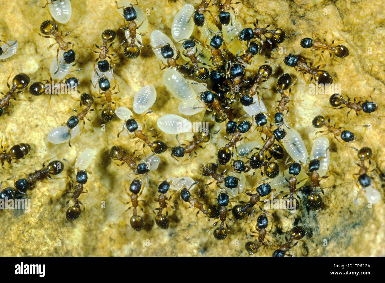 Ant larvae nest hi-res stock photography and images - Alamy