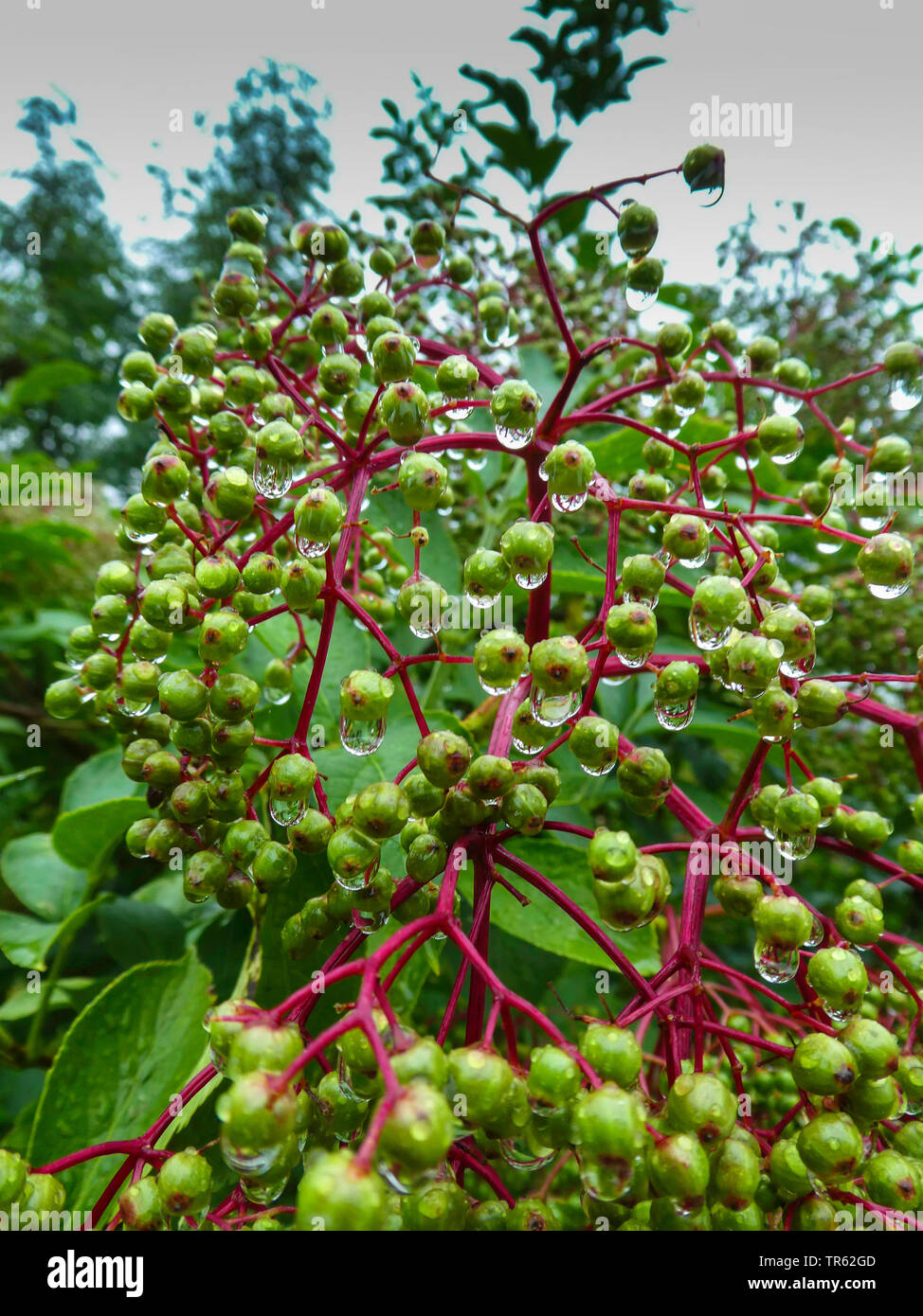 European black elder, Elderberry, Common elder (Sambucus nigra ...