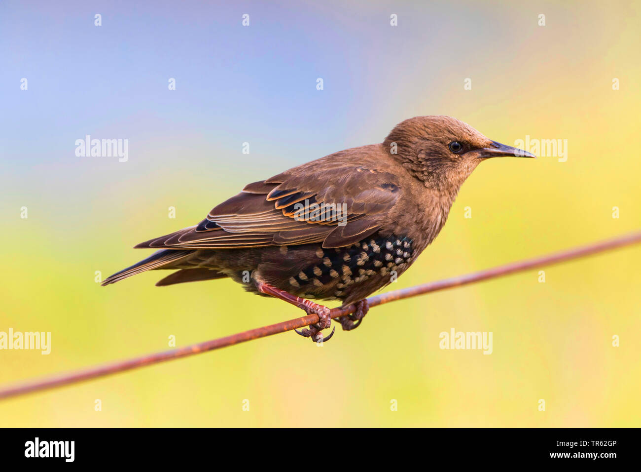 Starlings on wire hi-res stock photography and images - Alamy