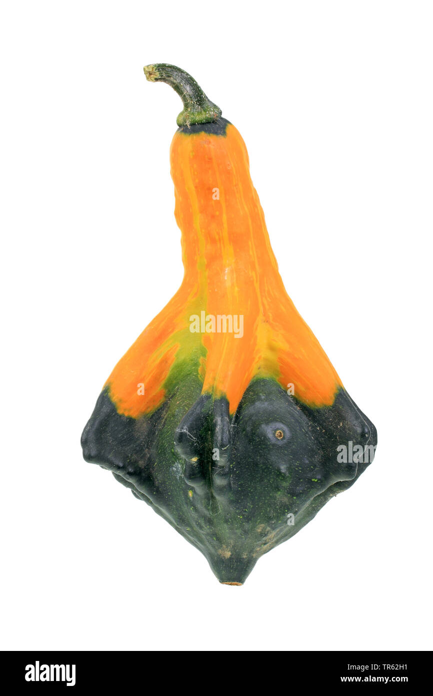 ornamental pumpkin (Cucurbita pepo convar. microcarpina), cutout ...