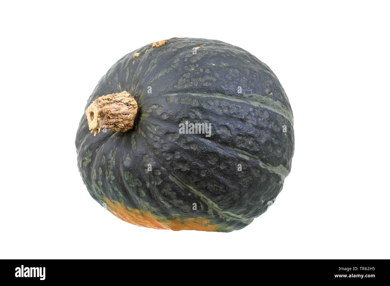 Winter squash (Cucurbita maxima 'Cup', Cucurbita maxima Cup), squash of ...