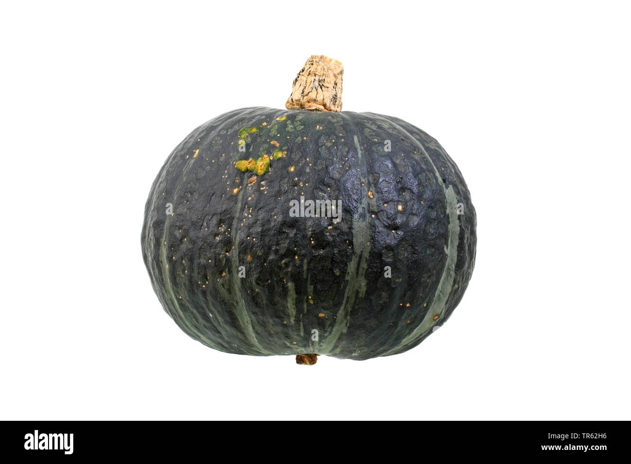 Winter squash (Cucurbita maxima 'Cup', Cucurbita maxima Cup), squash of ...