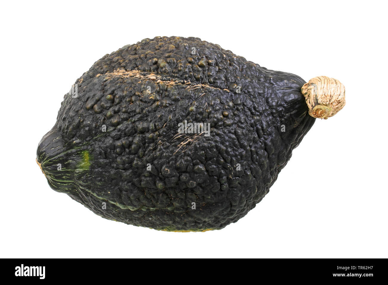 Winter squash (Cucurbita maxima 'Chicago warted hubbard', Cucurbita ...