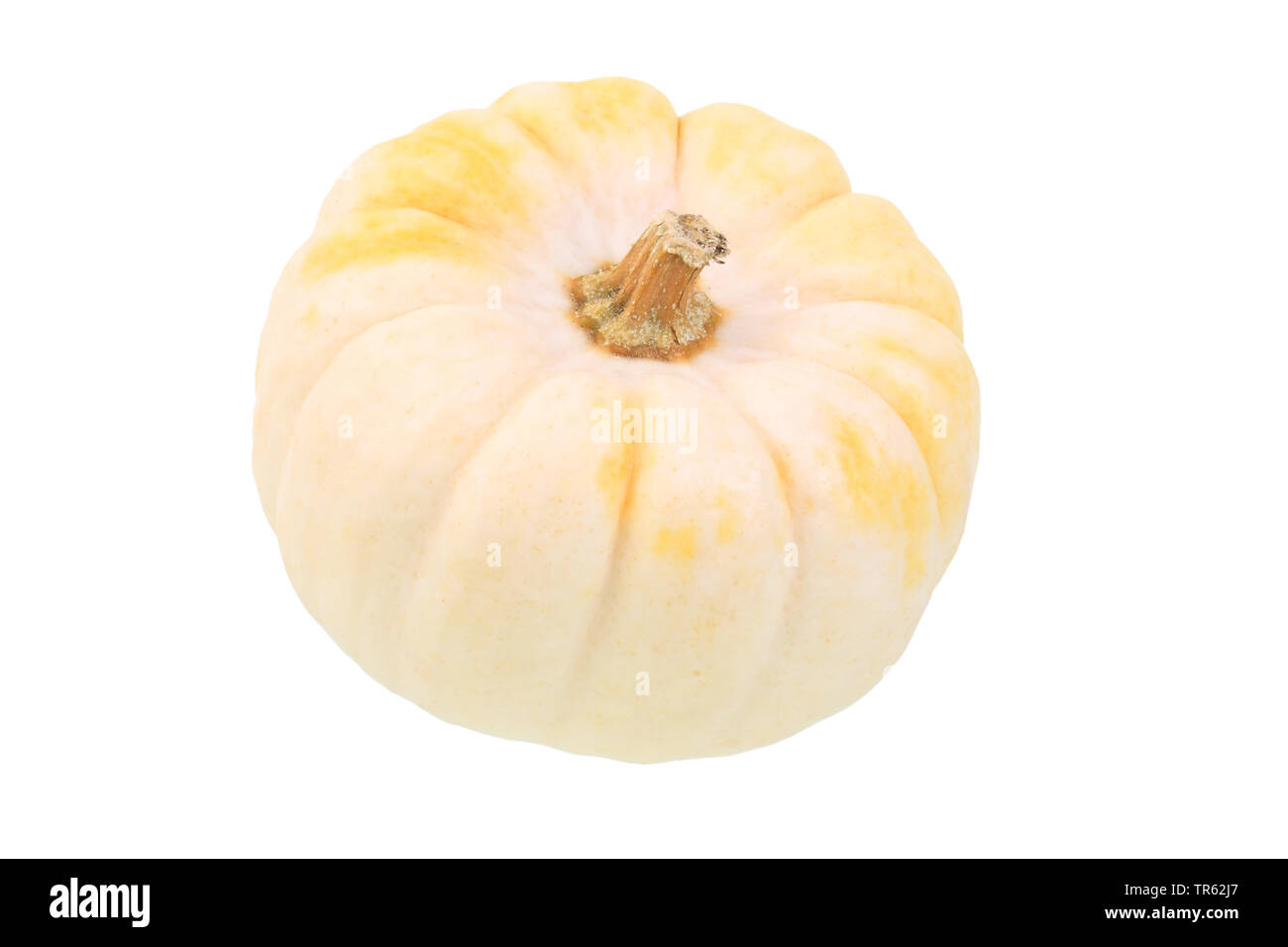 ornamental pumpkin (Cucurbita pepo convar. microcarpina), cultivar Baby ...