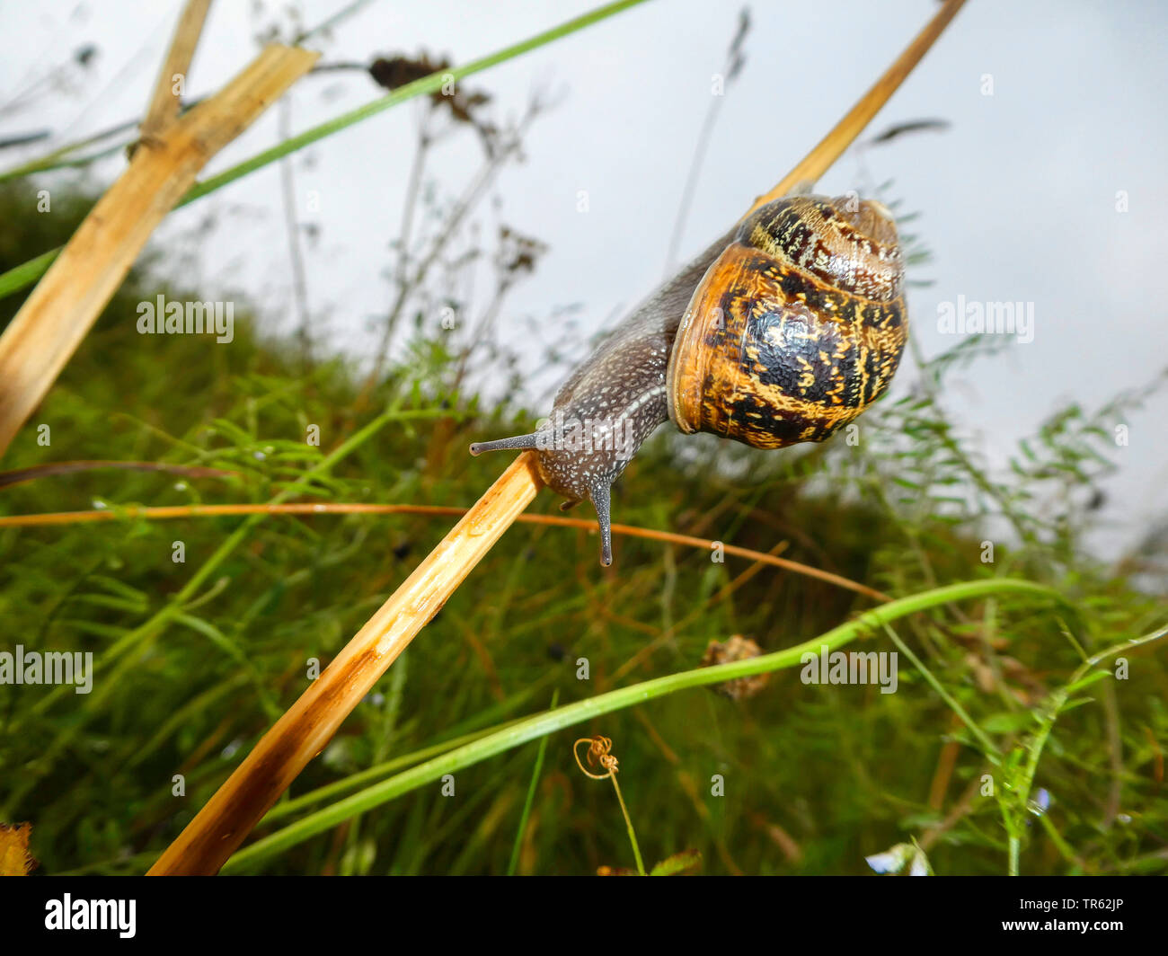 Snail sea grass hi-res stock photography and images - Alamy