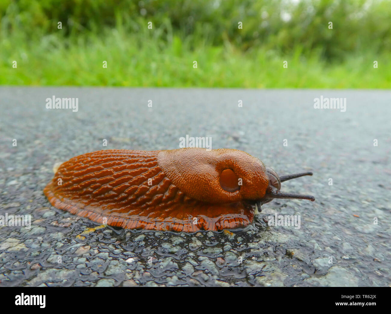 East gastropoda gastropods hi-res stock photography and images - Alamy