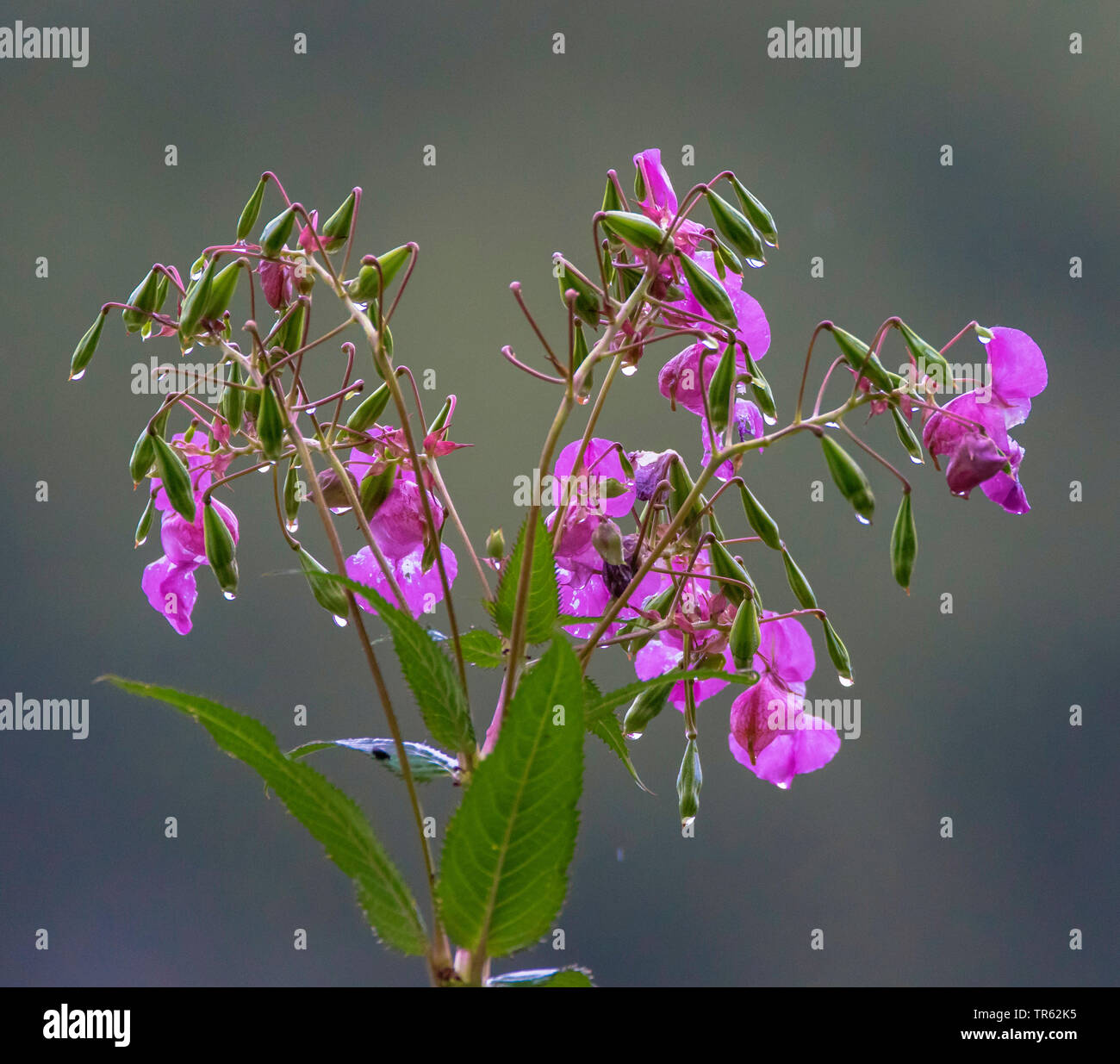 Indian rain hi-res stock photography and images - Alamy