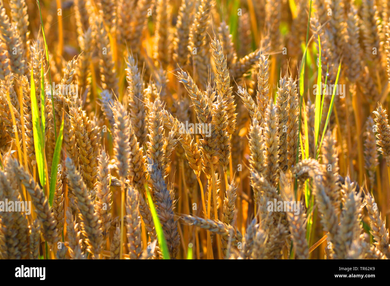 Wheat weeds hi-res stock photography and images - Alamy