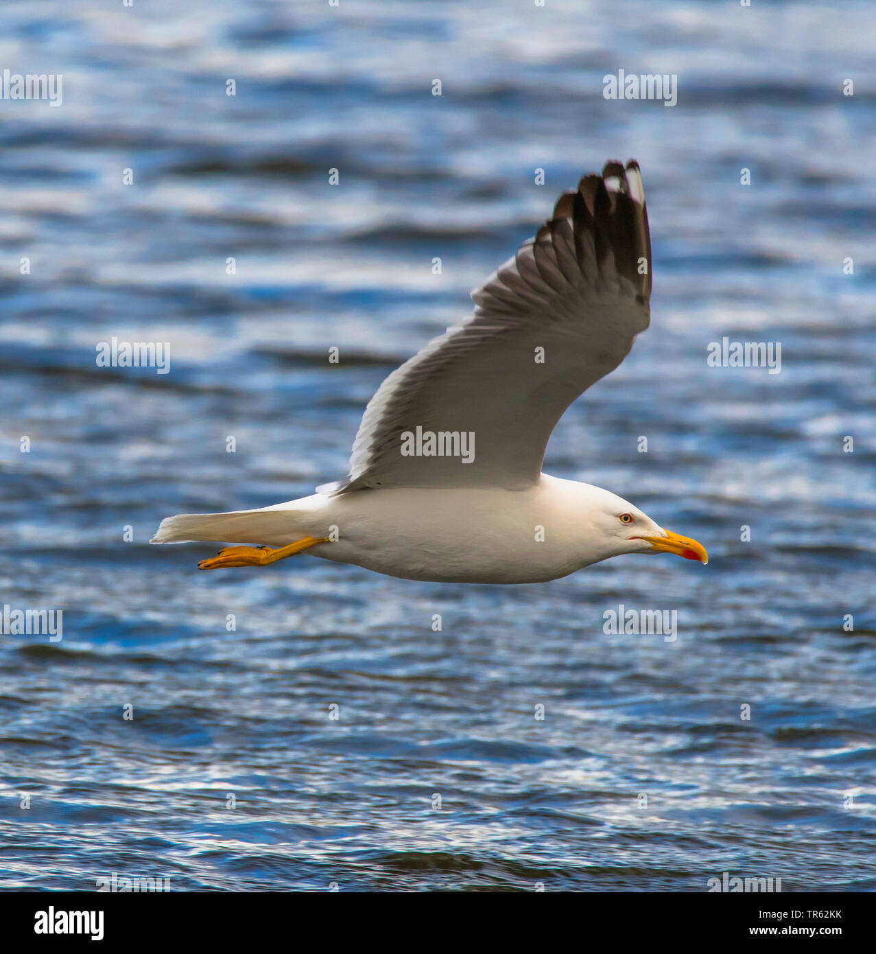 Black backed gulls in water hi-res stock photography and images - Alamy