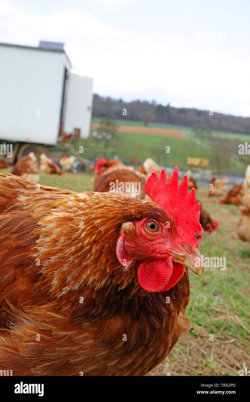 domestic fowl (Gallus gallus f. domestica), free-range chickens, mobile ...