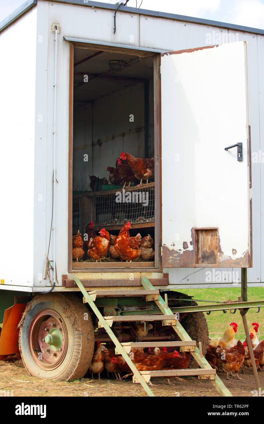 Poultry vehicle vehicles hi-res stock photography and images - Alamy