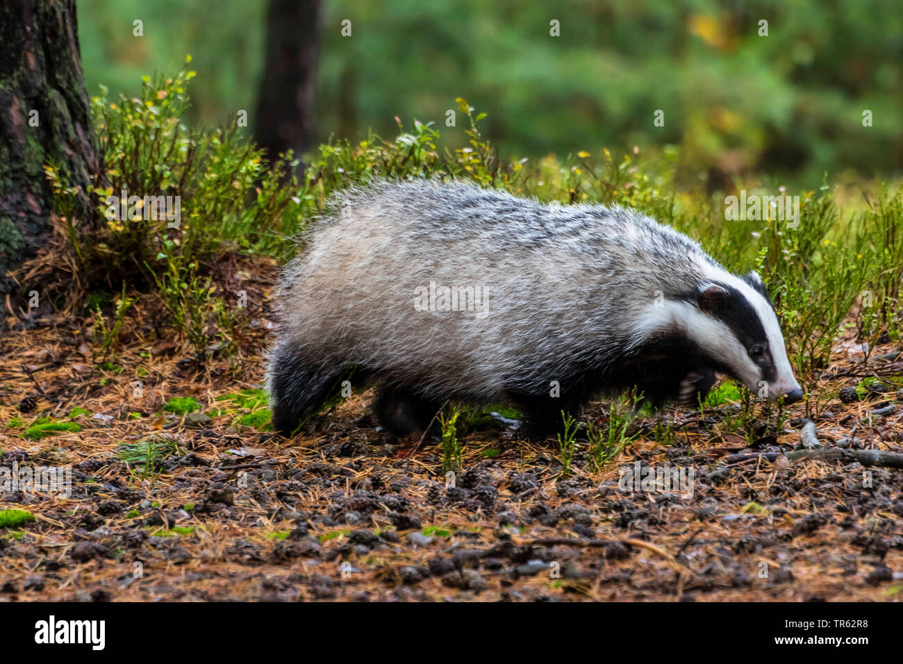 Old World badger, Eurasian badger (Meles meles), walking and sniffing ...