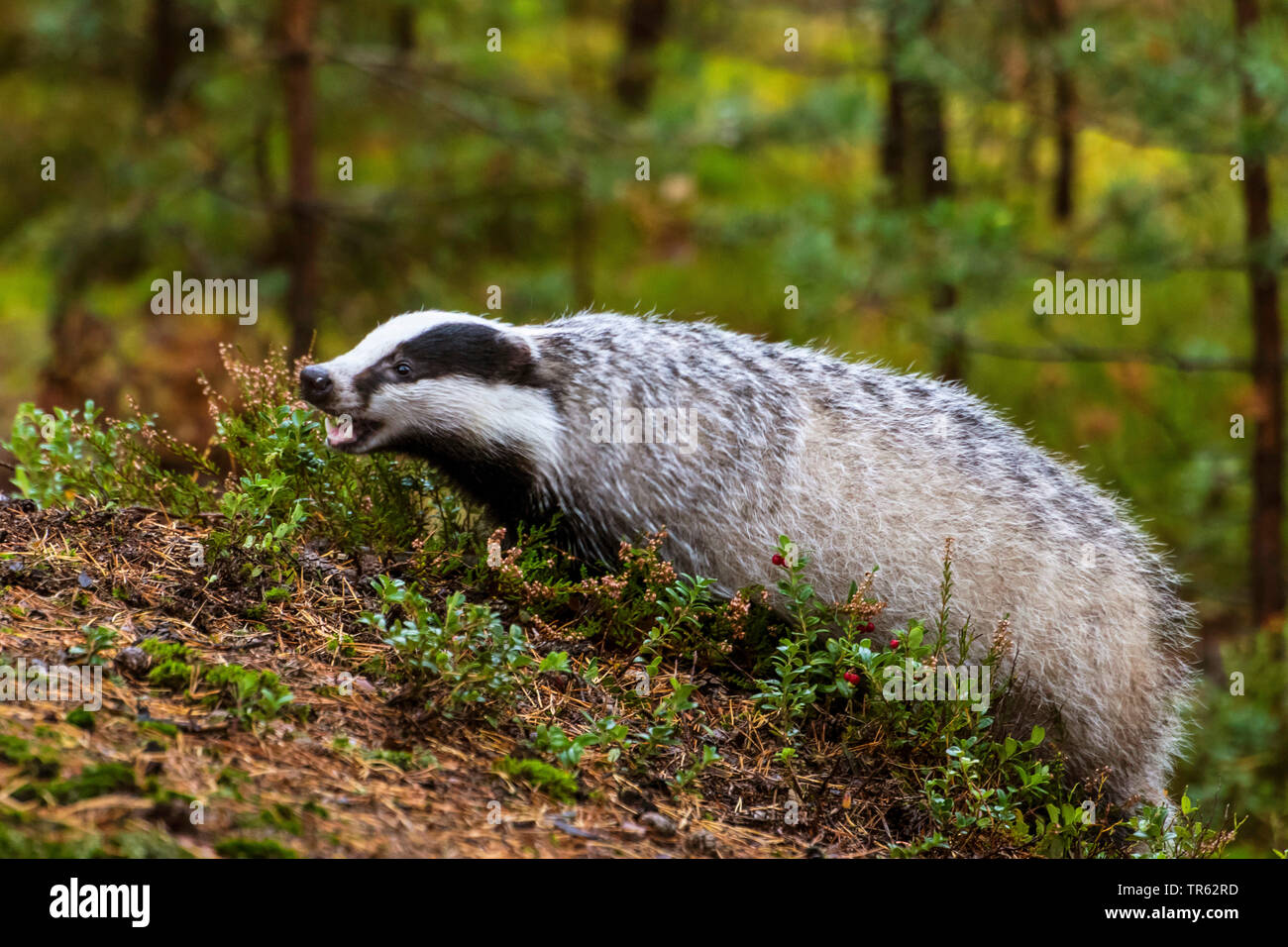Badger Eating