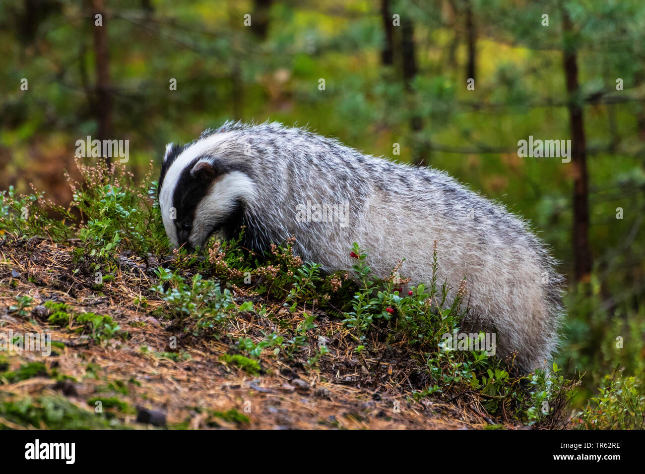 Old World badger, Eurasian badger (Meles meles), standing on forest ...