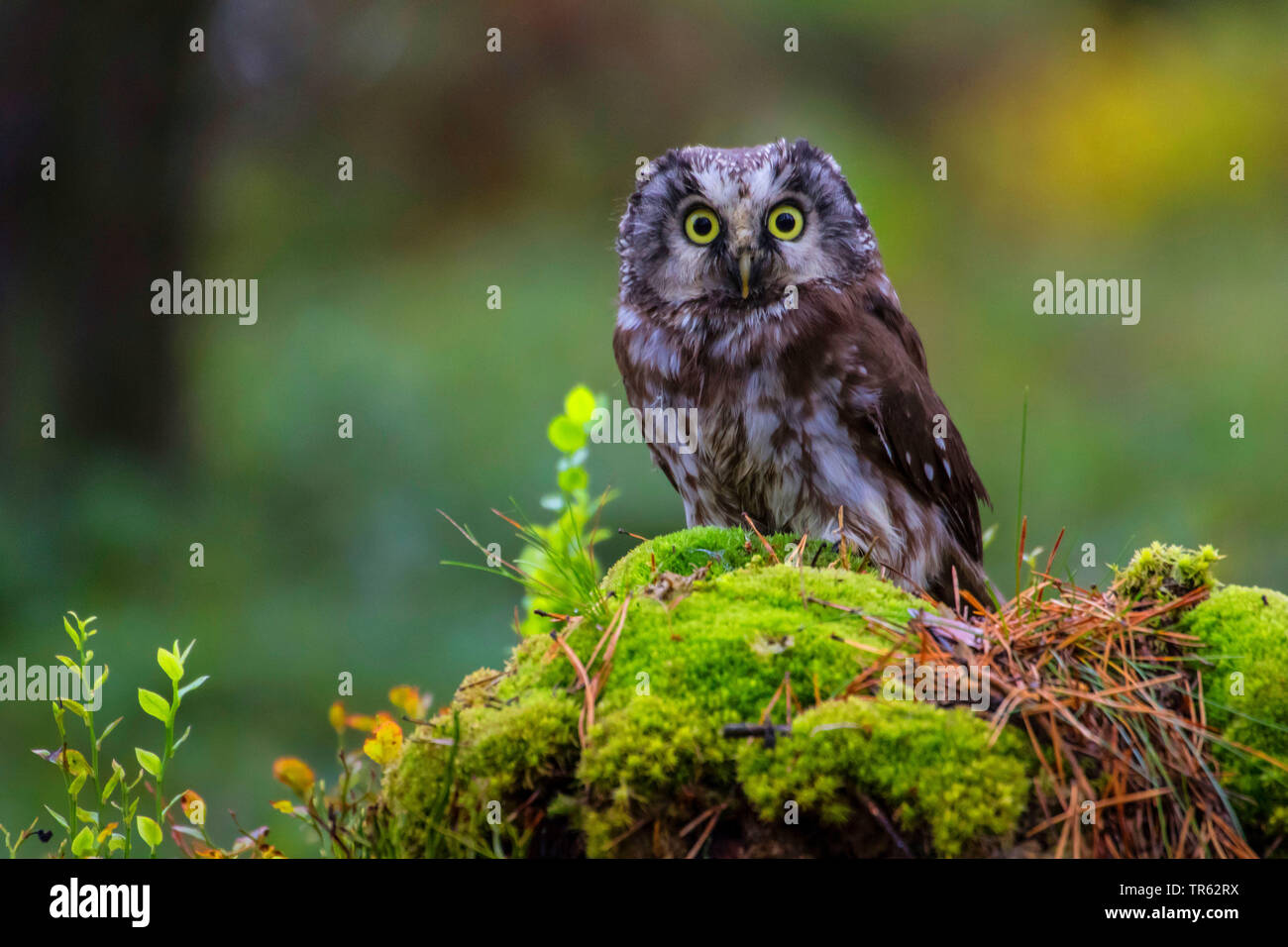 Moss covered owls hi-res stock photography and images - Alamy