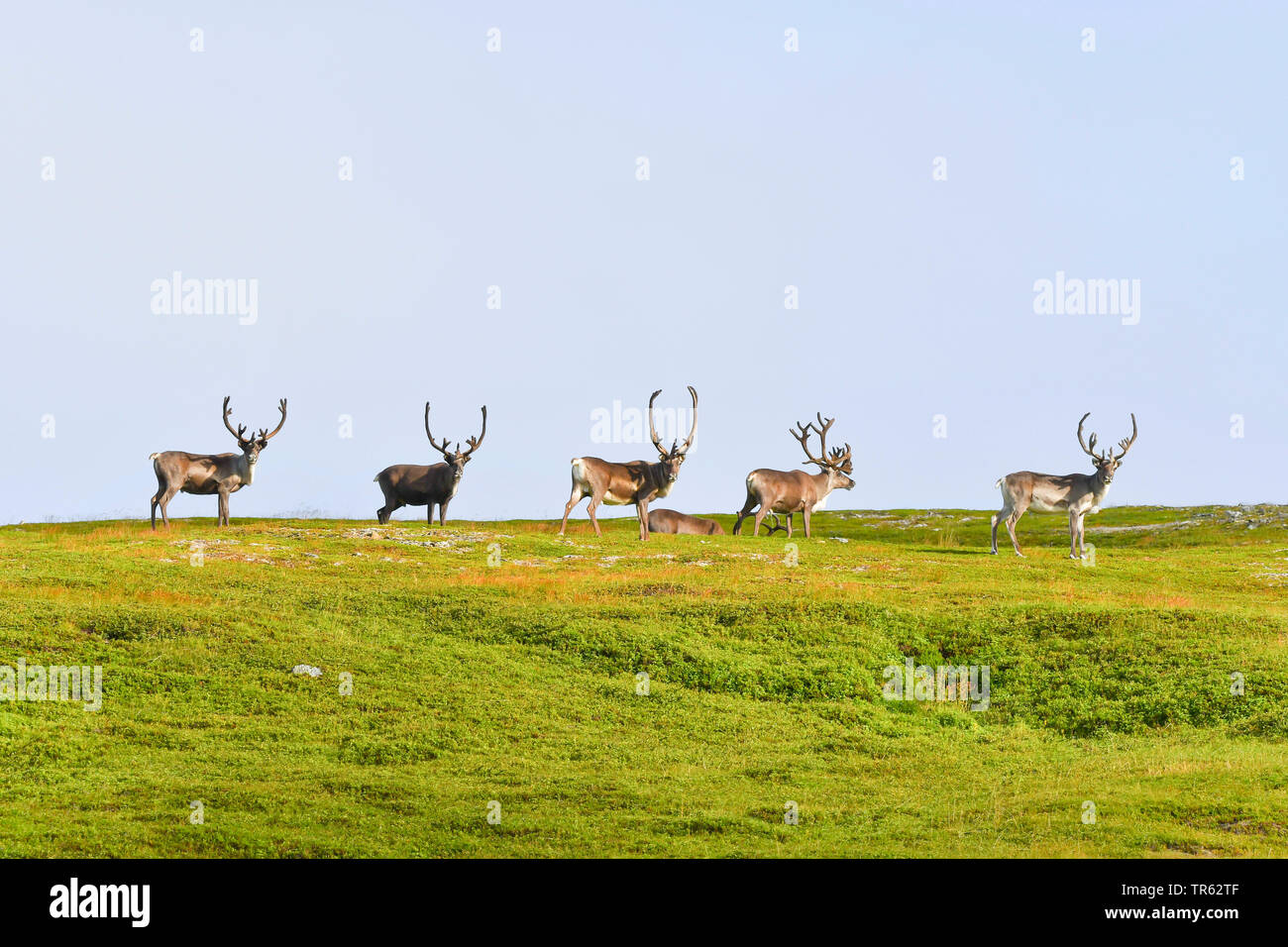 European reindeer, European caribou (Rangifer tarandus tarandus ...