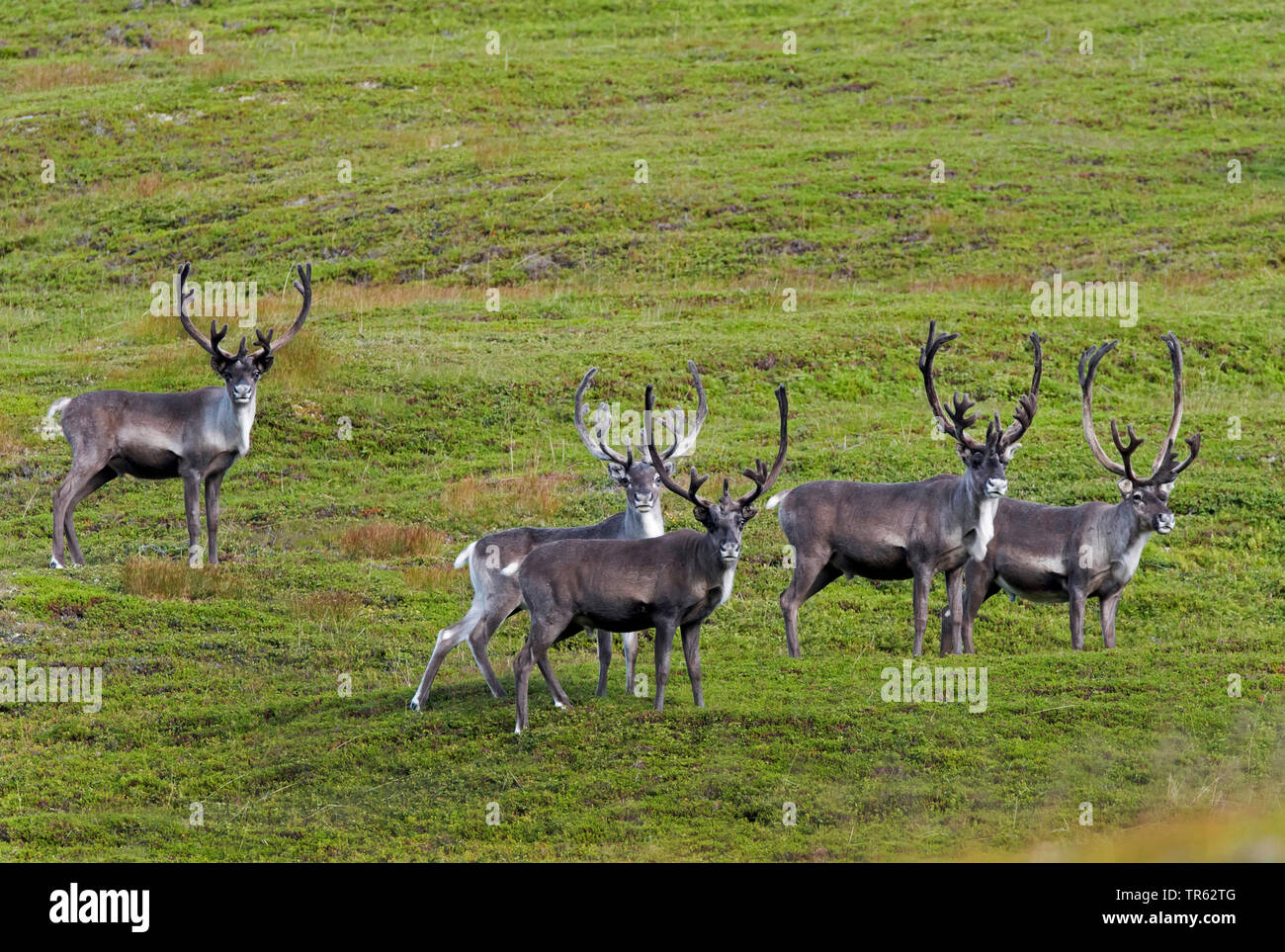 Reindeers hi-res stock photography and images - Alamy