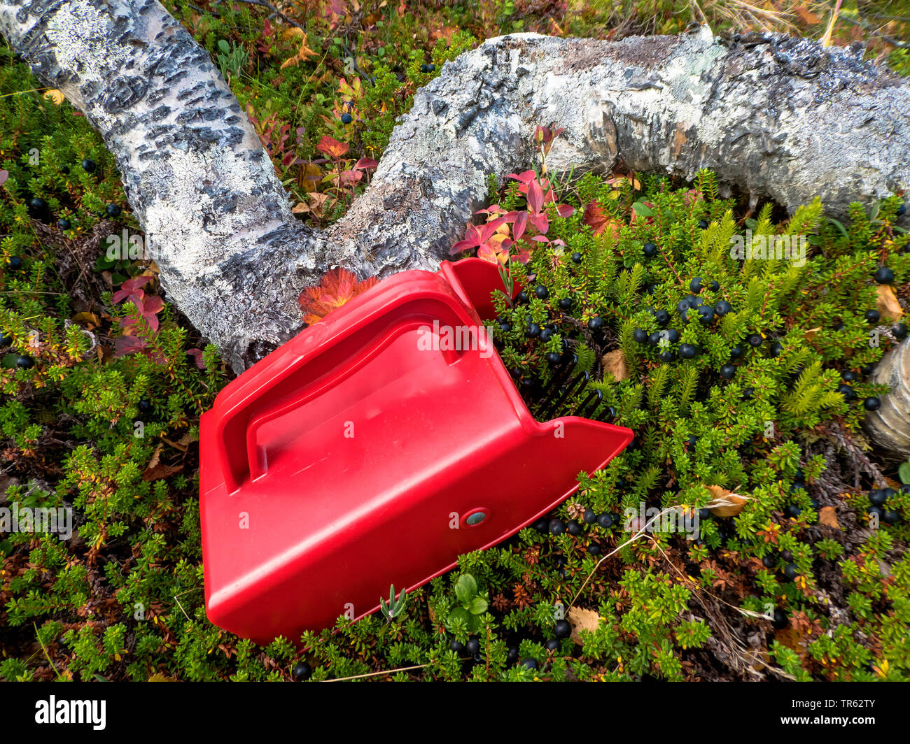 black crowberry (Empetrum nigrum), fruiting, Norway, Troms, Kvaloeya ...