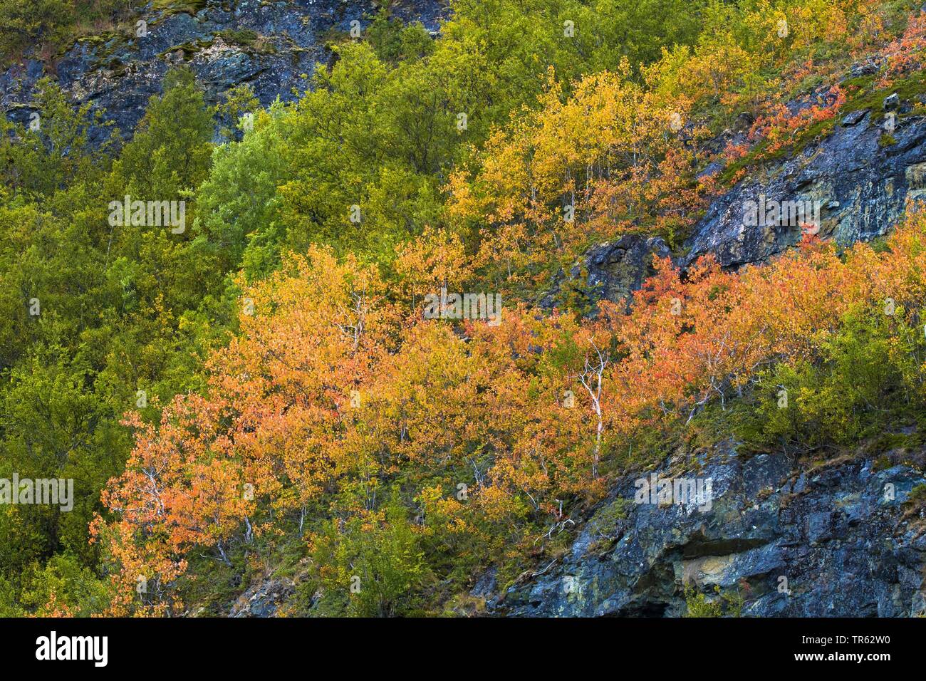 European aspen (Populus tremula), autumn in northern Norway, Norway ...