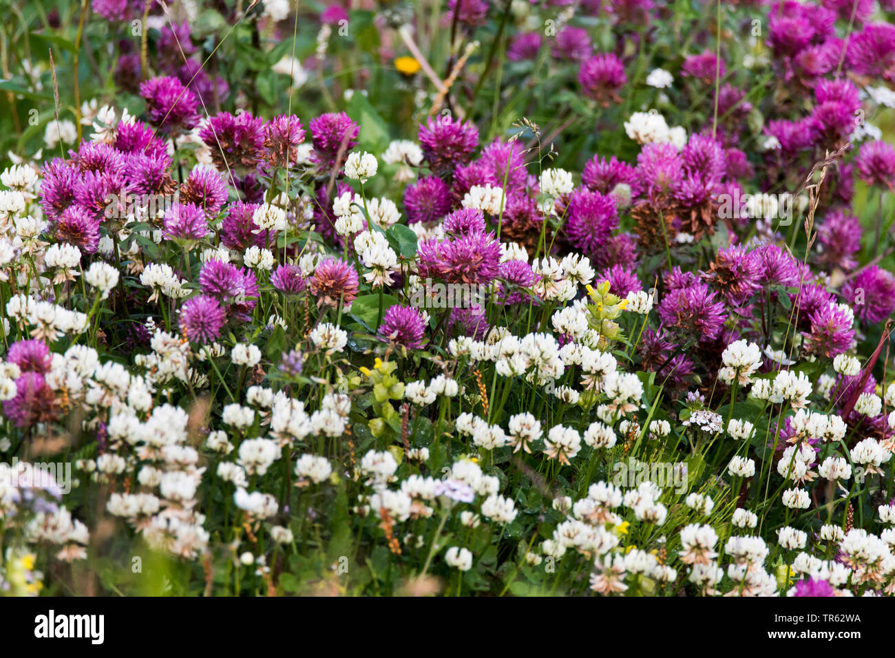 Norwegian clover hi-res stock photography and images - Alamy