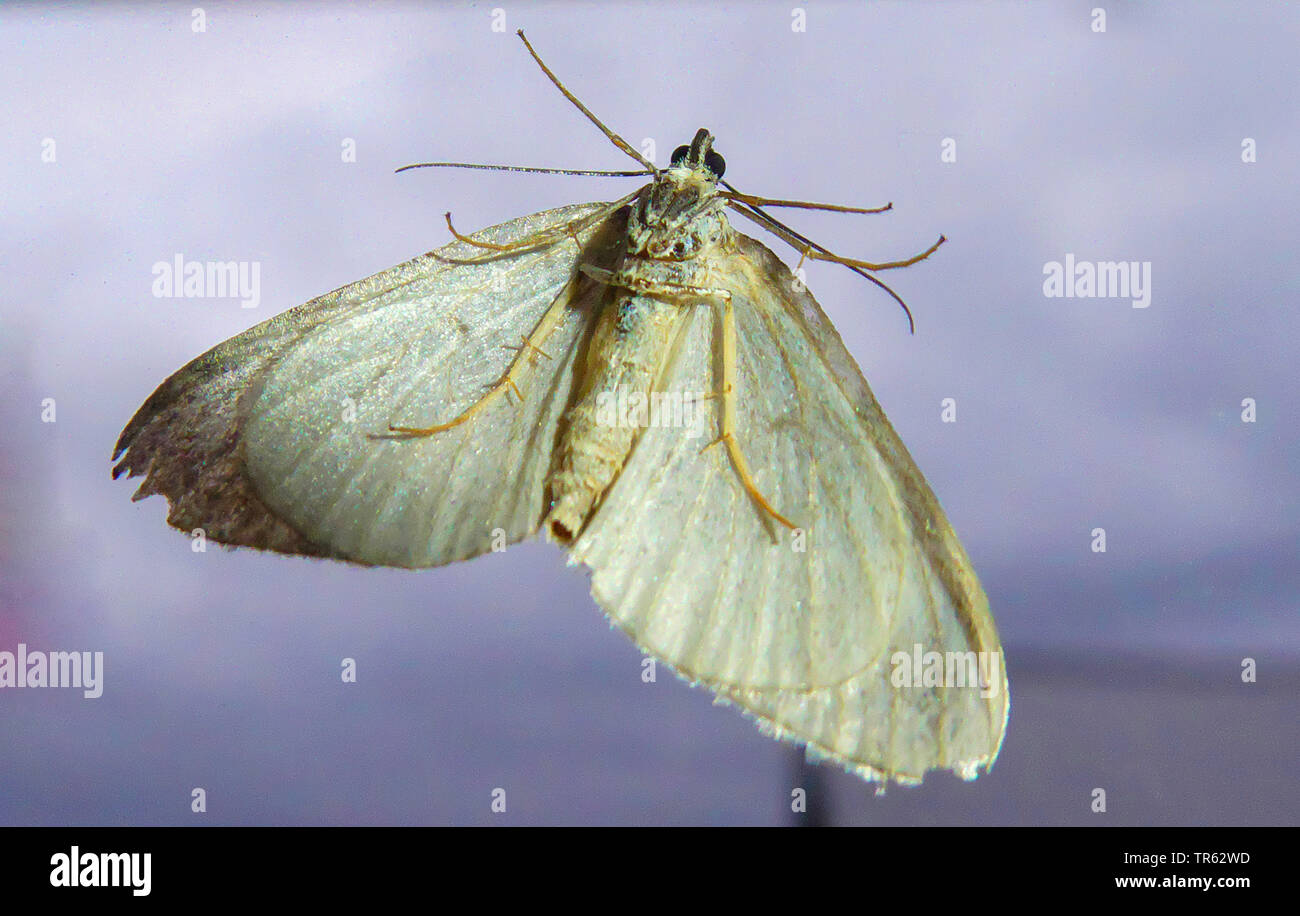 Autumnal Moth (Epirrita autumnata), at window, Norway, Finnmark ...