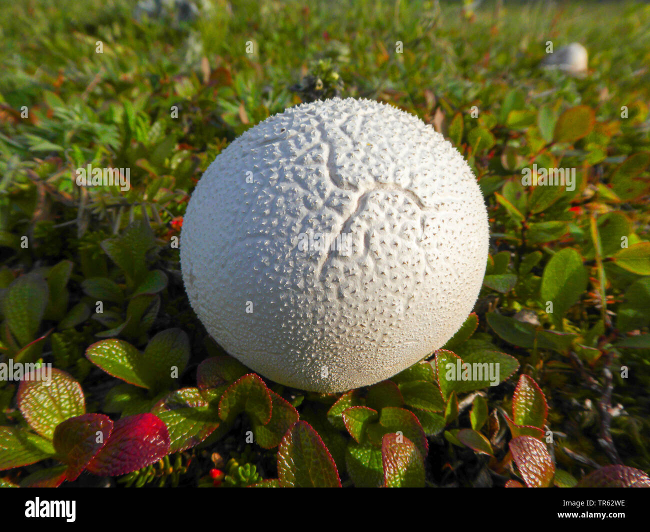 Mosaic puffball, Carved Puffball (Calvatia utriformis, Calvatia caelata ...