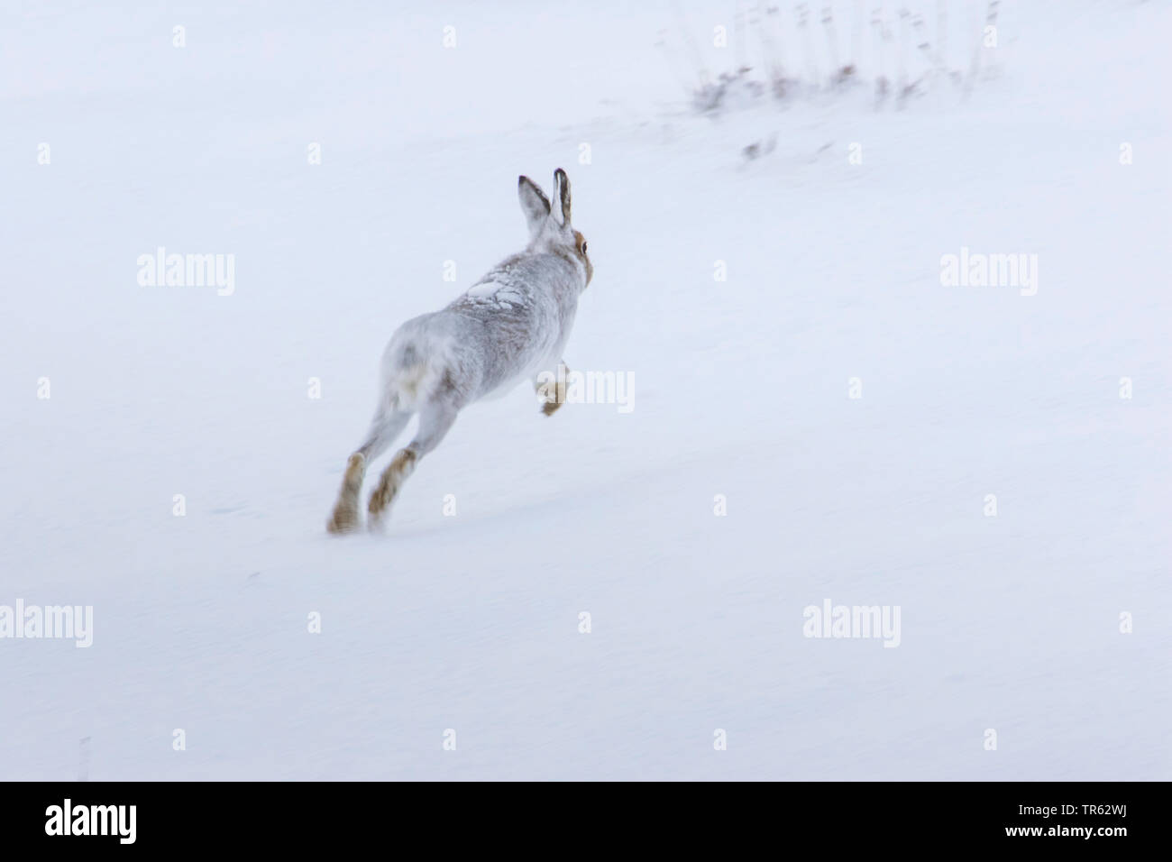 Hare jumps hi-res stock photography and images - Alamy
