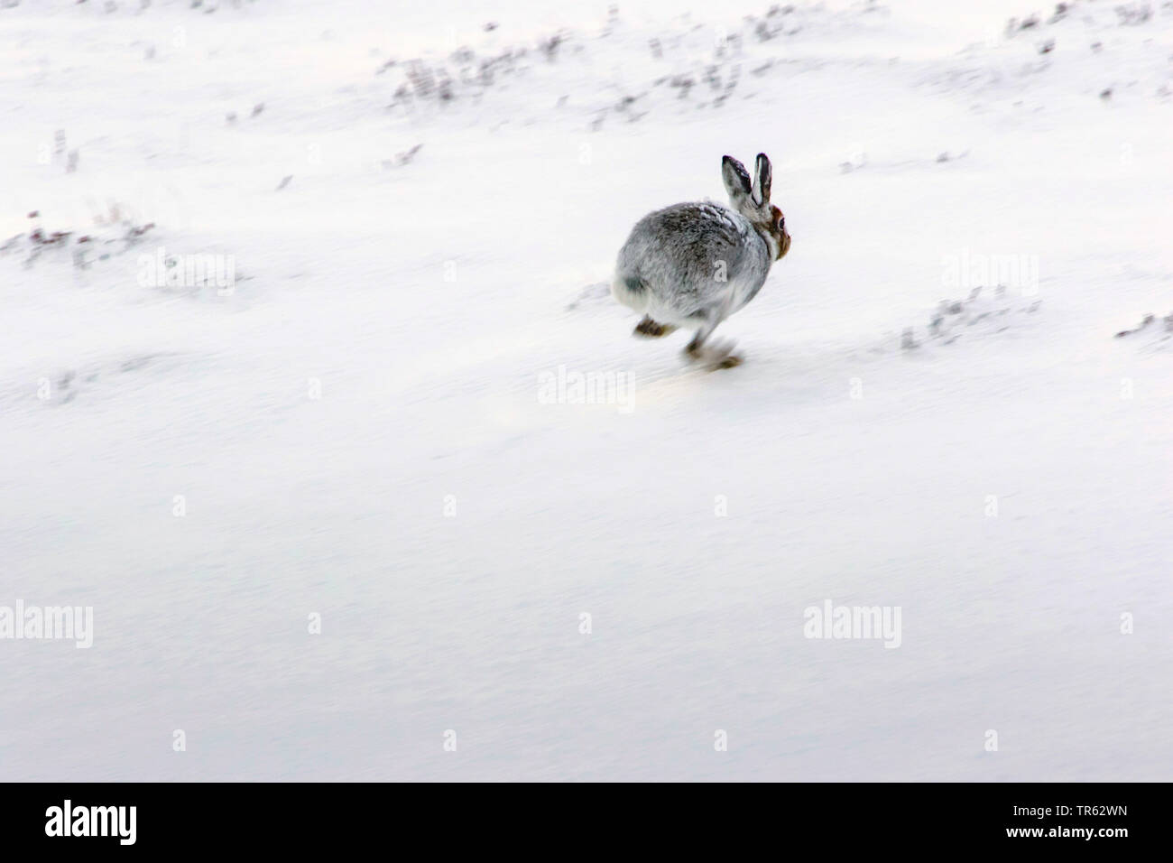 British wildlife action hare hi-res stock photography and images - Alamy