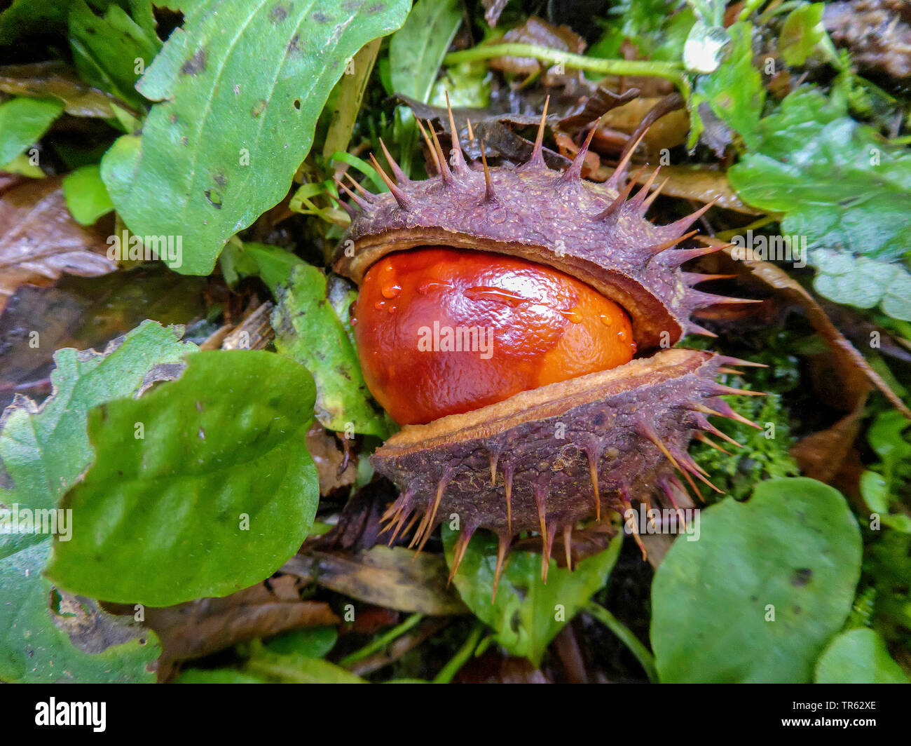 common horse chestnut (Aesculus hippocastanum), chestnut with husk ...