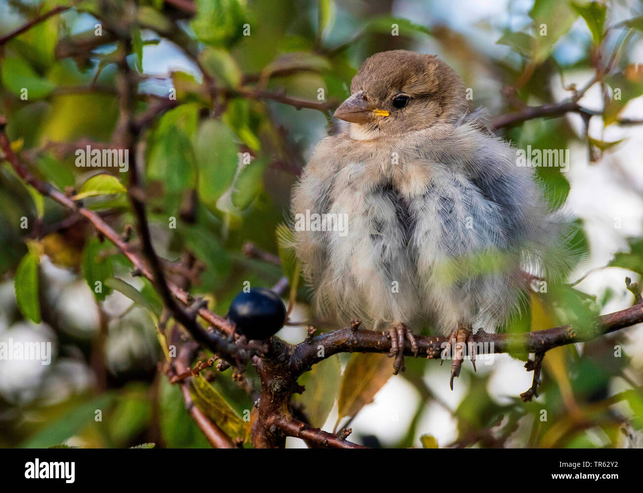Juvenile Male House Sparrow