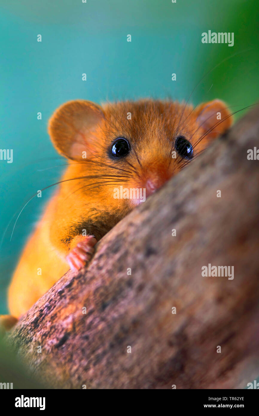 Scary looking animals hi-res stock photography and images - Alamy