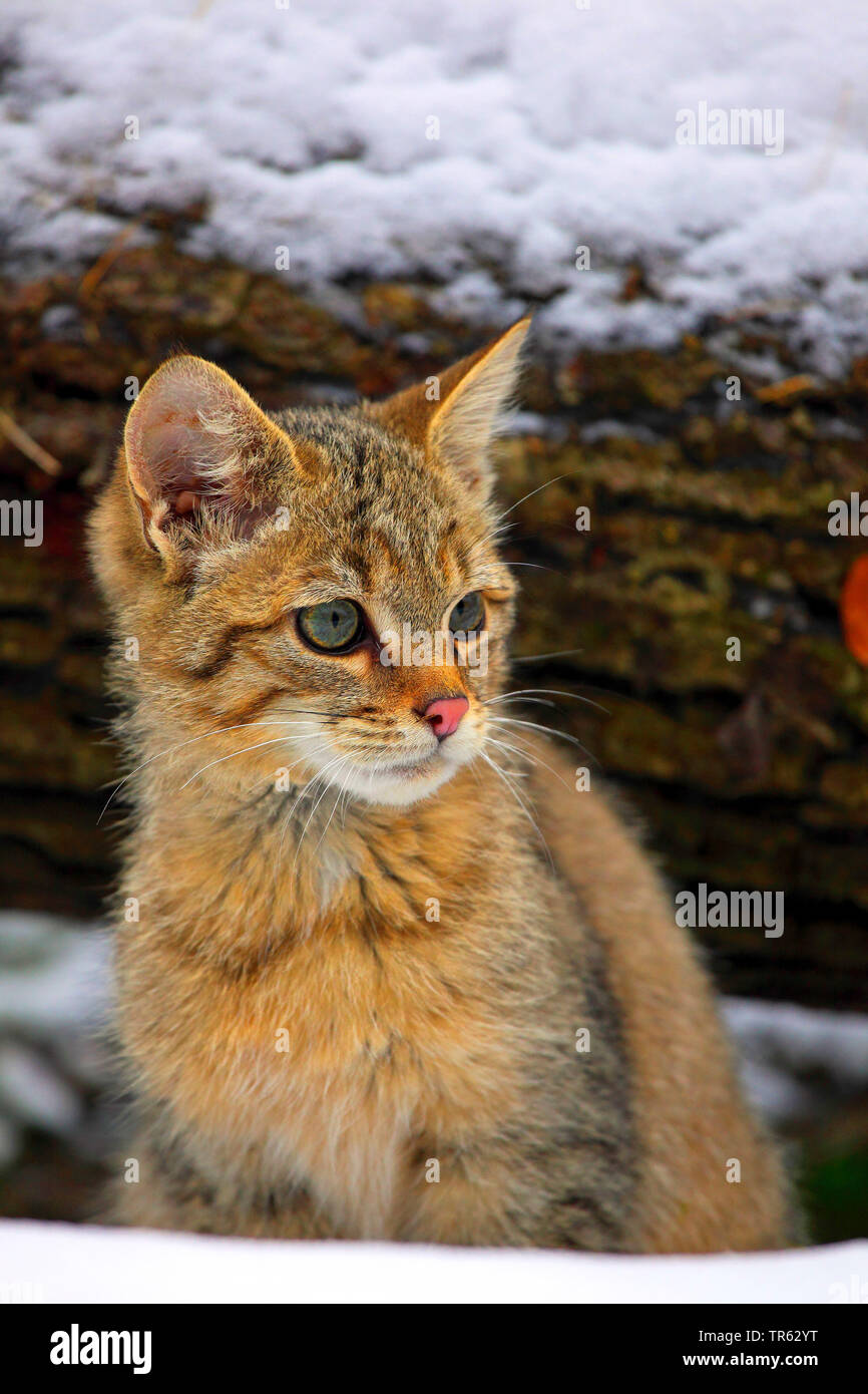European wildcat, forest wildcat (Felis silvestris silvestris), young ...