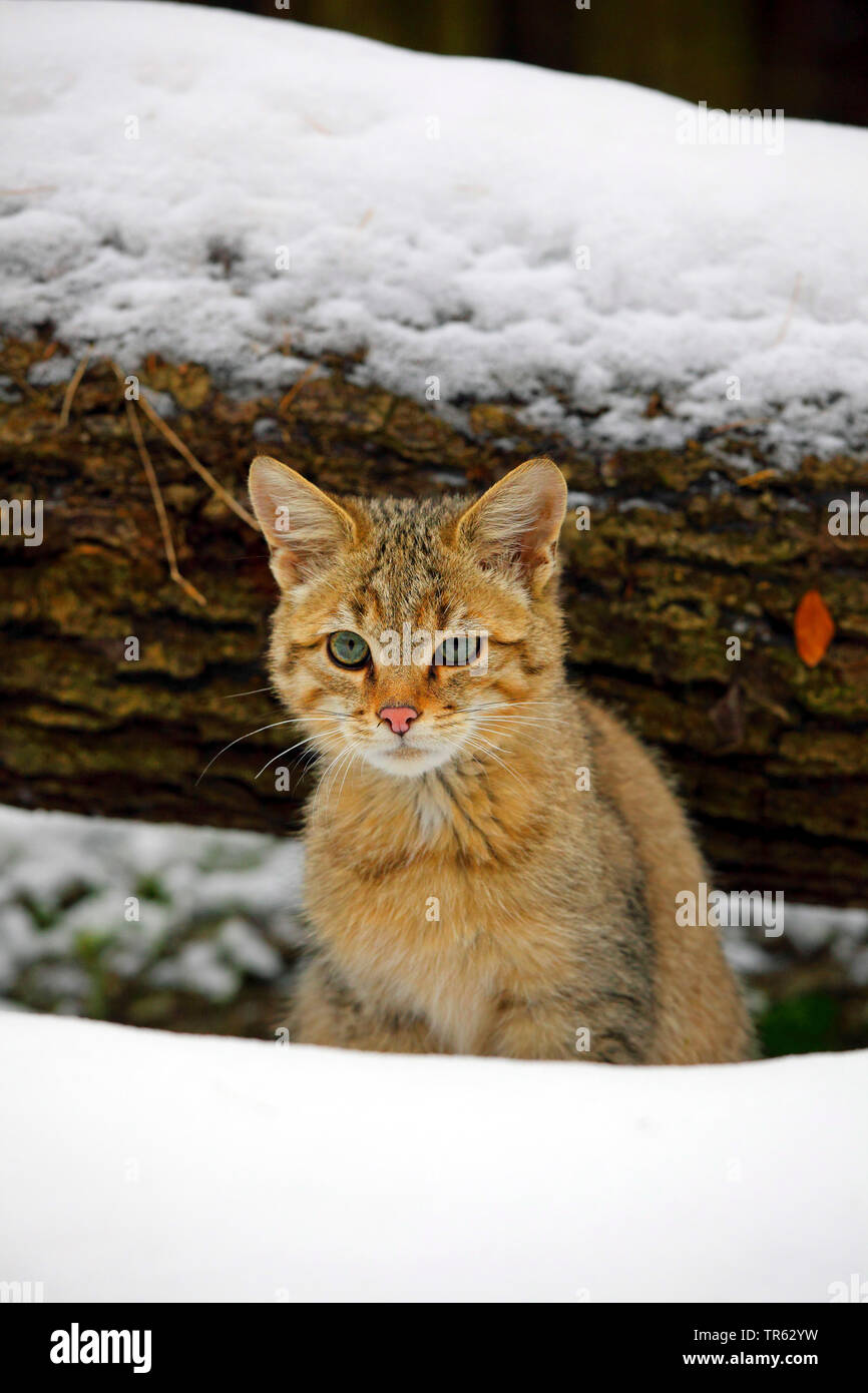 Half wild kittens hi-res stock photography and images - Alamy