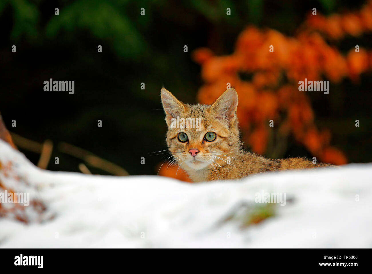 European wildcat, forest wildcat (Felis silvestris silvestris), young ...