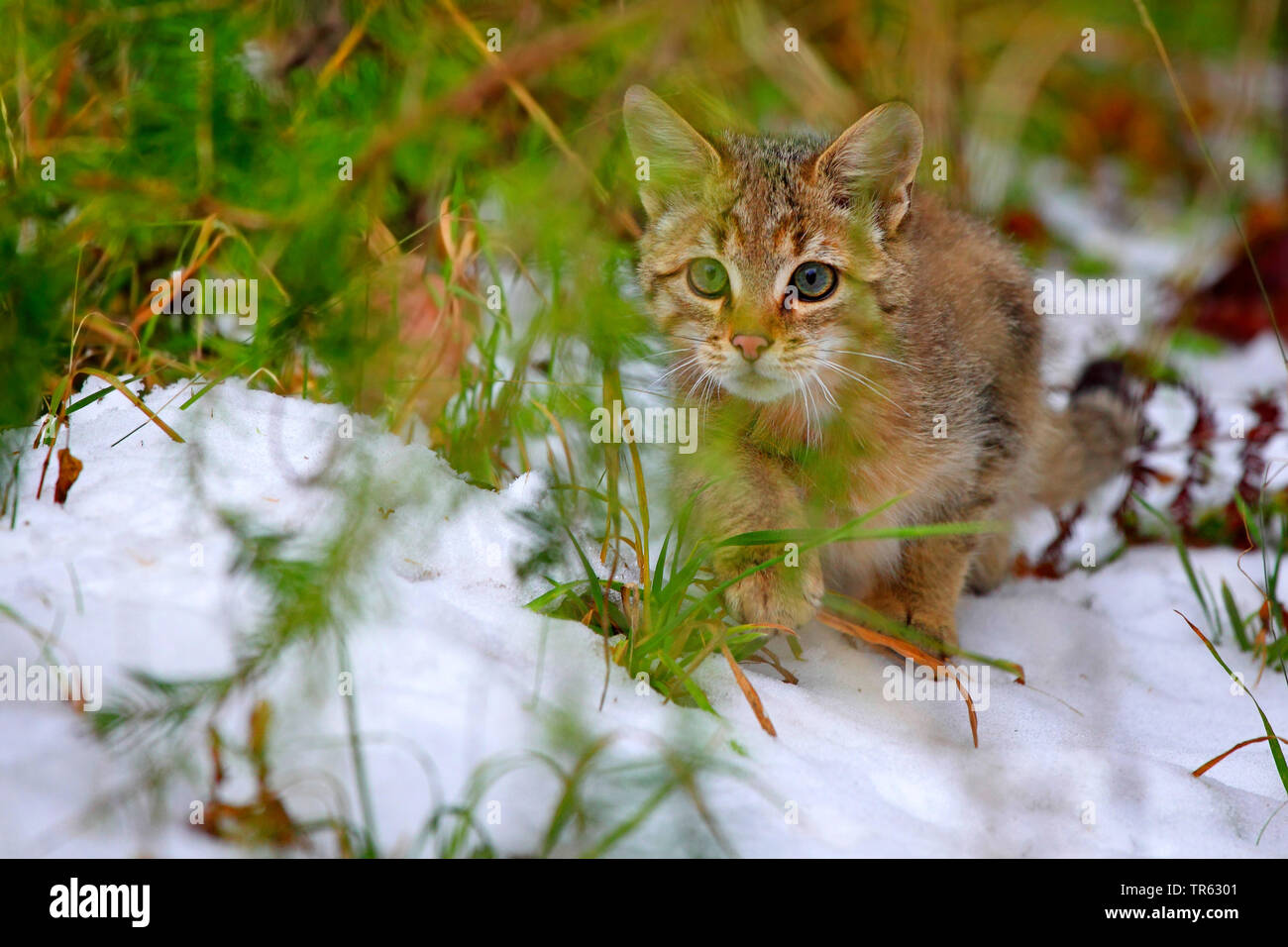 Wildcat ranges hi-res stock photography and images - Alamy