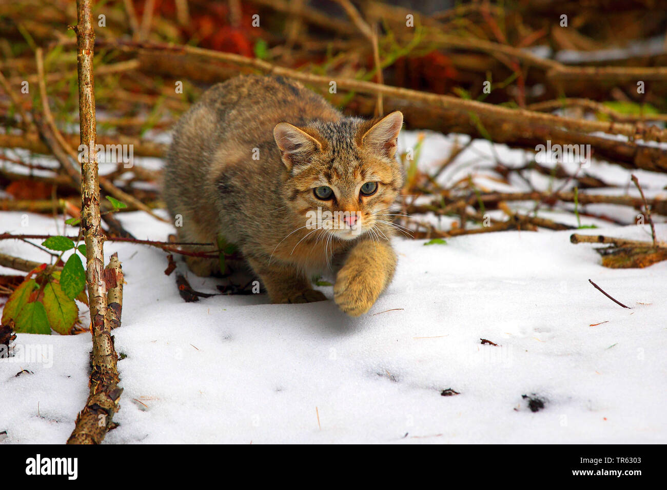 European wildcat, forest wildcat (Felis silvestris silvestris), young ...