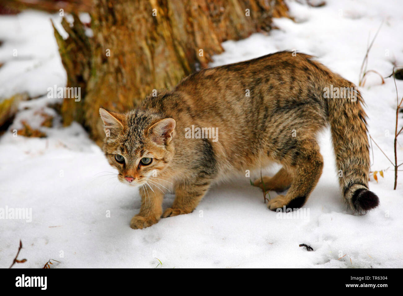 European wildcat, forest wildcat (Felis silvestris silvestris), young ...