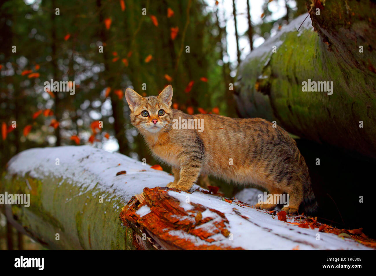 European wildcat, forest wildcat (Felis silvestris silvestris), young ...