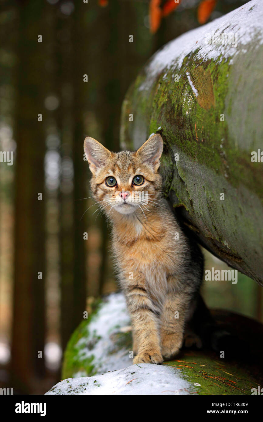 Wildcat ranges hi-res stock photography and images - Alamy