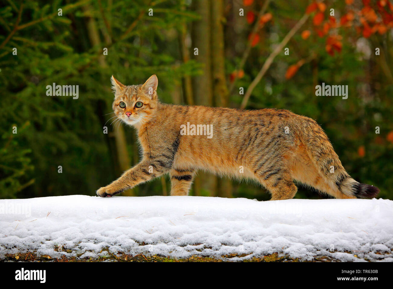 European wildcat, forest wildcat (Felis silvestris silvestris), young ...