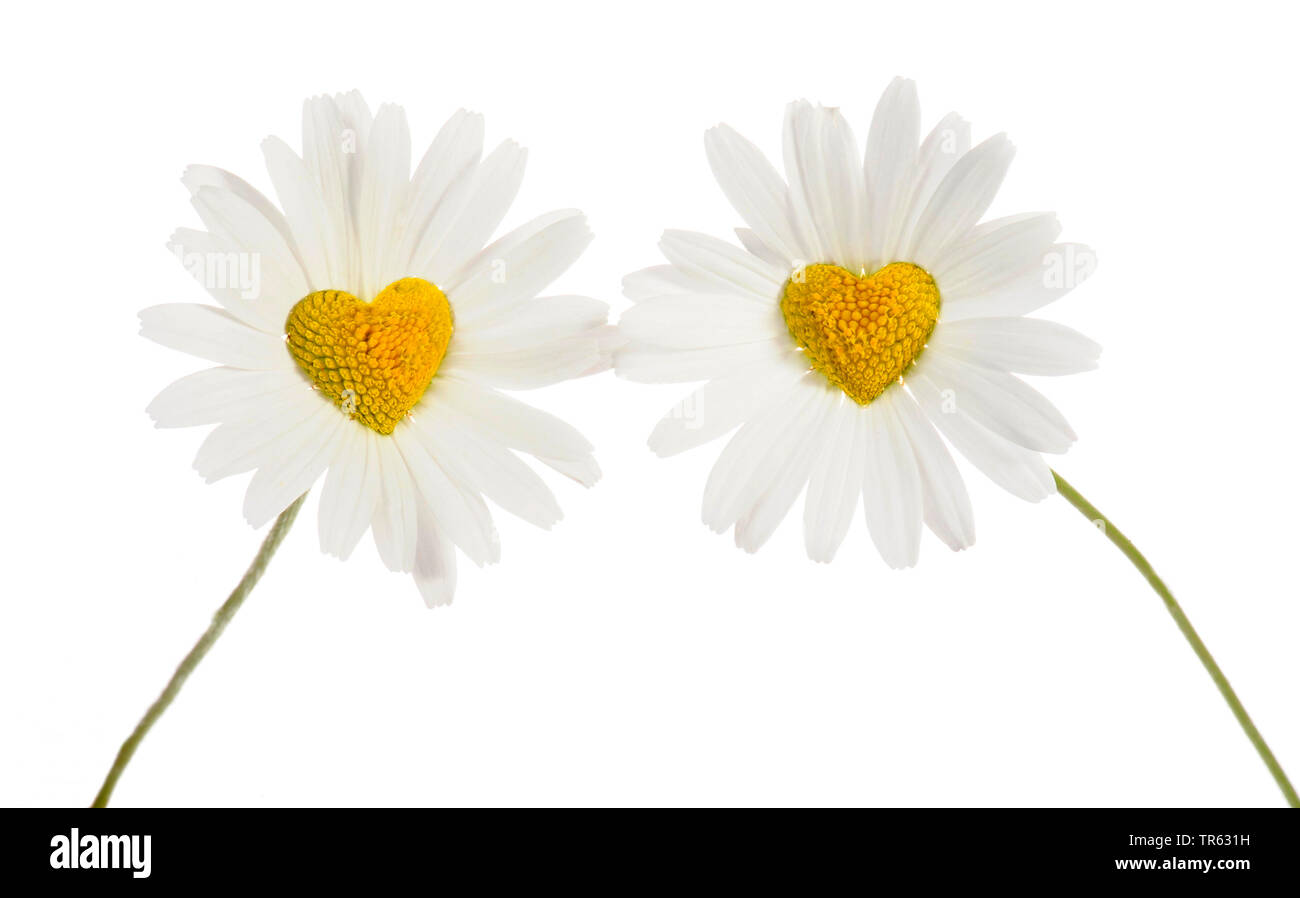 oxeye daisy, ox-eye daisy, white-weed, white daisy, dog daisy ...