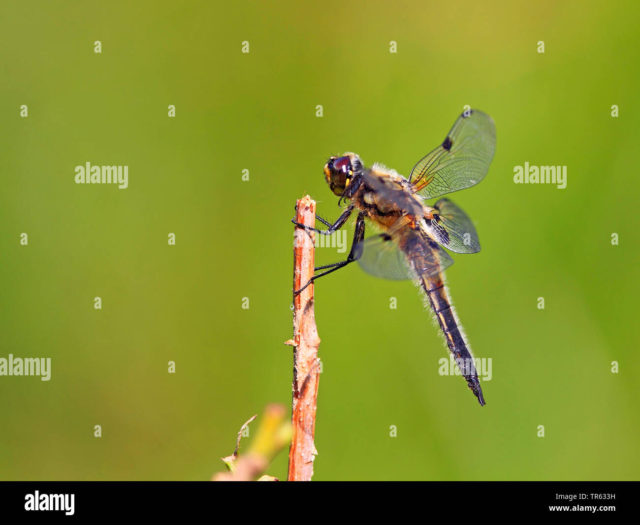 four-spotted libellula, four-spotted chaser, four spot (Libellula ...