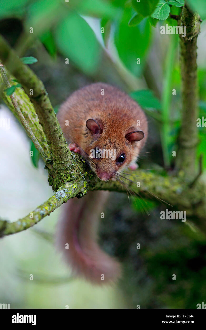 edible dormouse, edible commoner dormouse, fat dormouse, squirrel ...