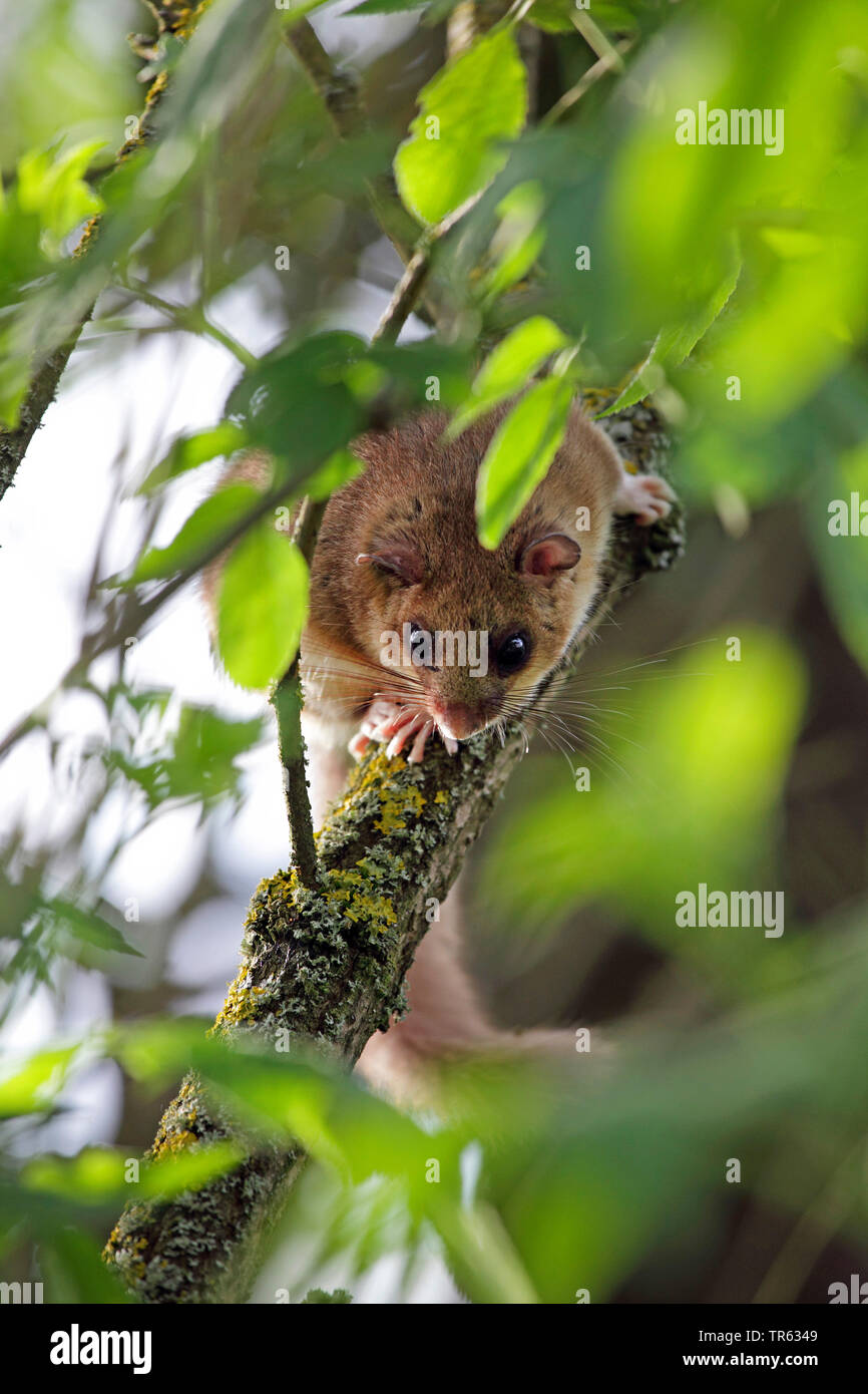 edible dormouse, edible commoner dormouse, fat dormouse, squirrel ...