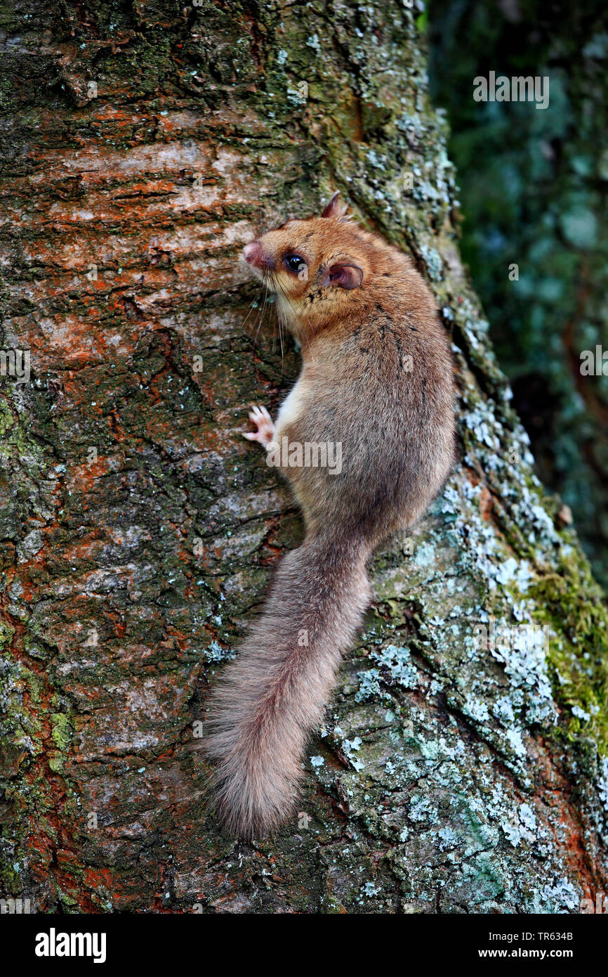 edible dormouse, edible commoner dormouse, fat dormouse, squirrel ...
