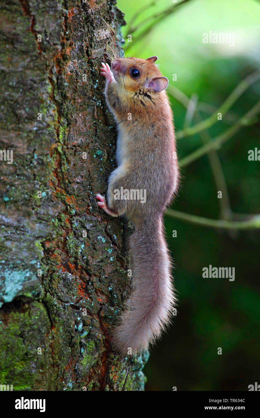 Edible commoner dormice hi-res stock photography and images - Alamy