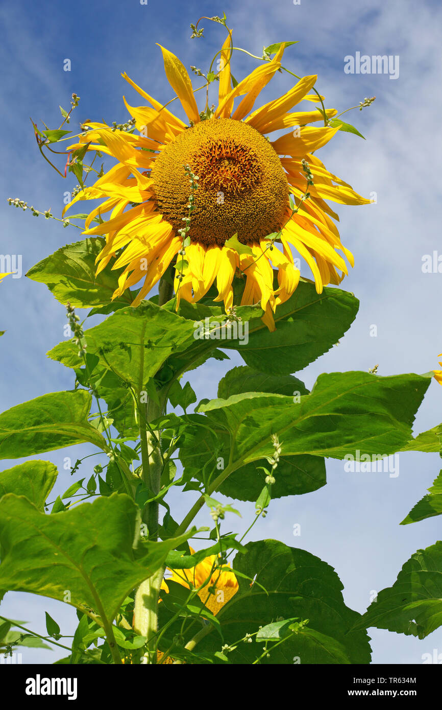 Climbing convolvulus hi-res stock photography and images - Alamy